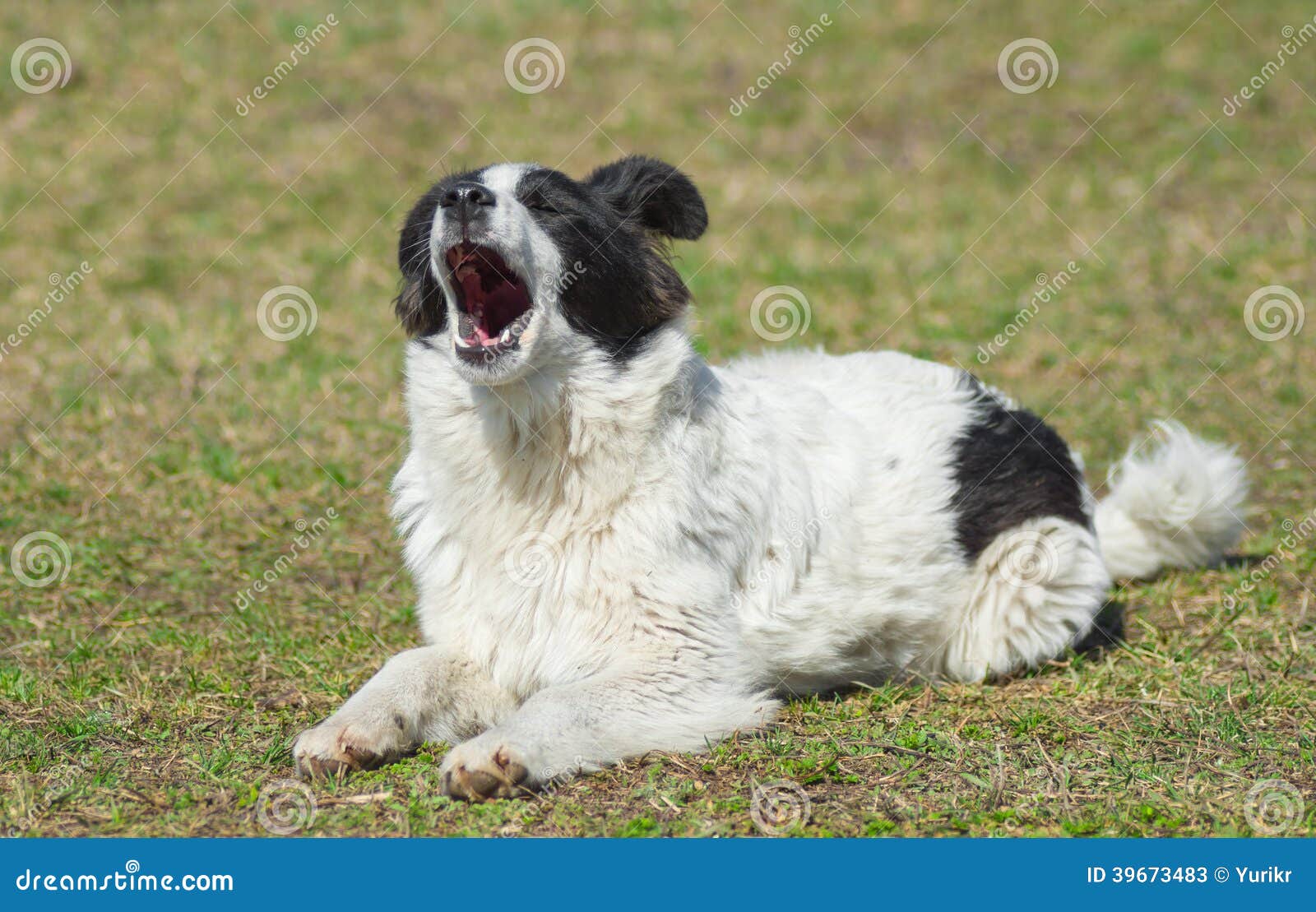 Yawning dog stock image. Image of ownerless, laughable - 39673483