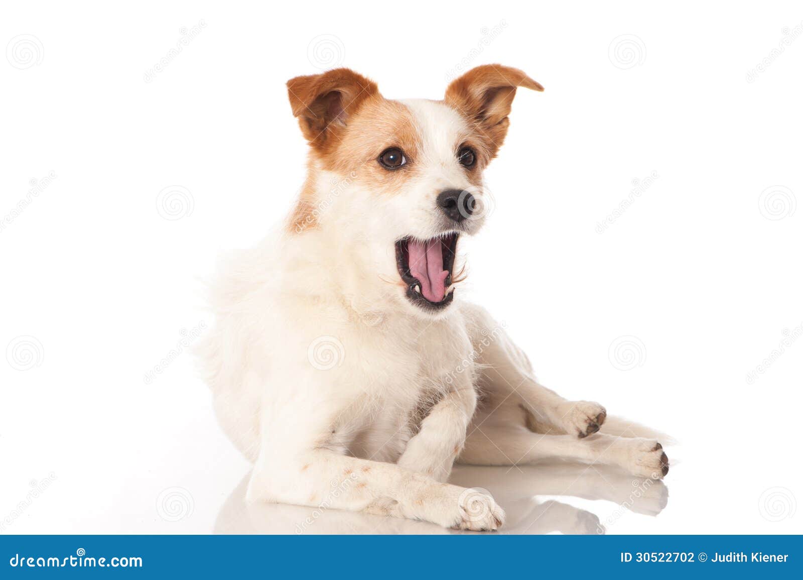 Yawning dog stock photo. Image of small, tongue, adorable - 30522702