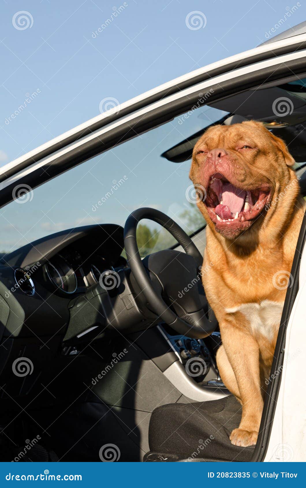 Yawning driver dog stock image. Image of hobby, expression - 20823835