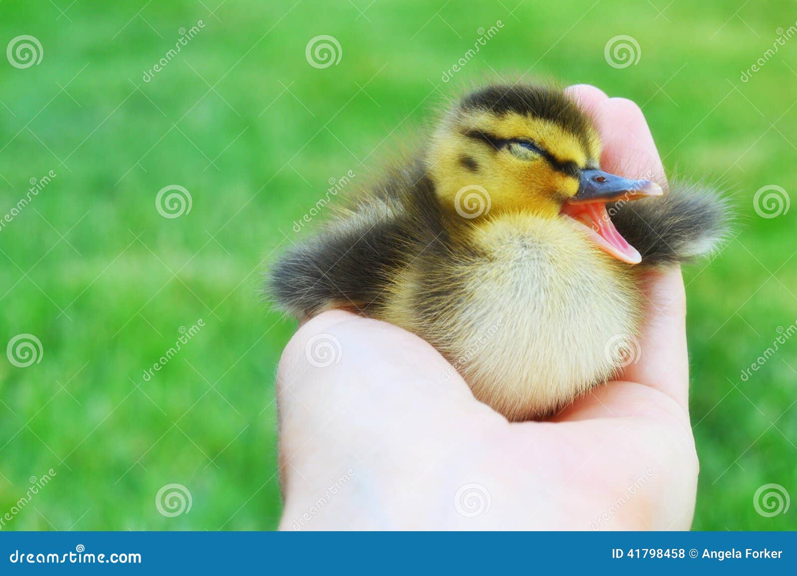 Yawning Duckling in Hand stock photo. Image of funny - 41798458