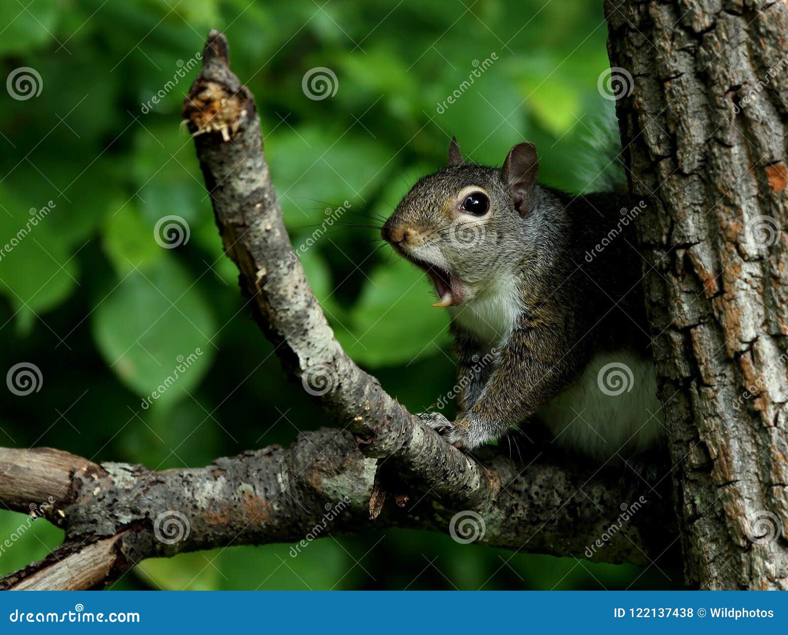 Eastern Gray Squirrel Sciruus Carolinensis On The Tree Royalty-Free ...