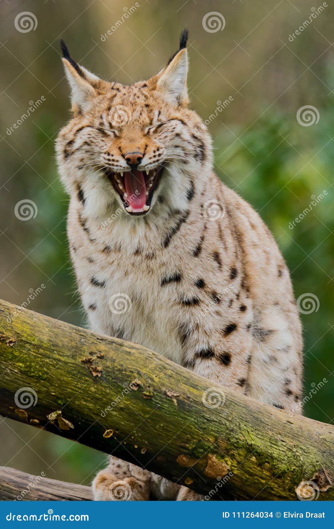 Eurasian lynx stock photo. Image of asia, feline, medium - 111264034