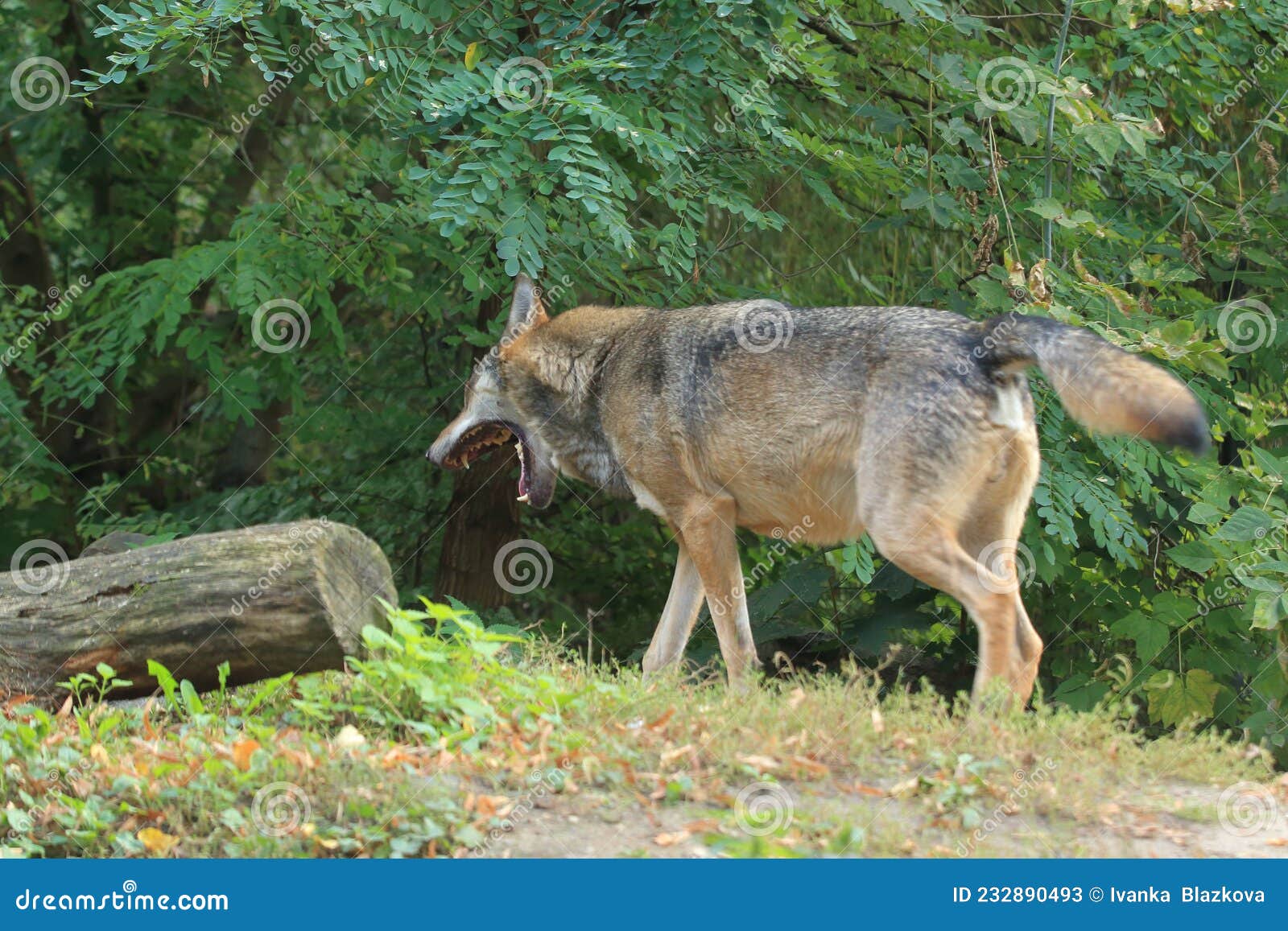 Yawning eurasian wolf stock image. Image of nature, canis - 232890493