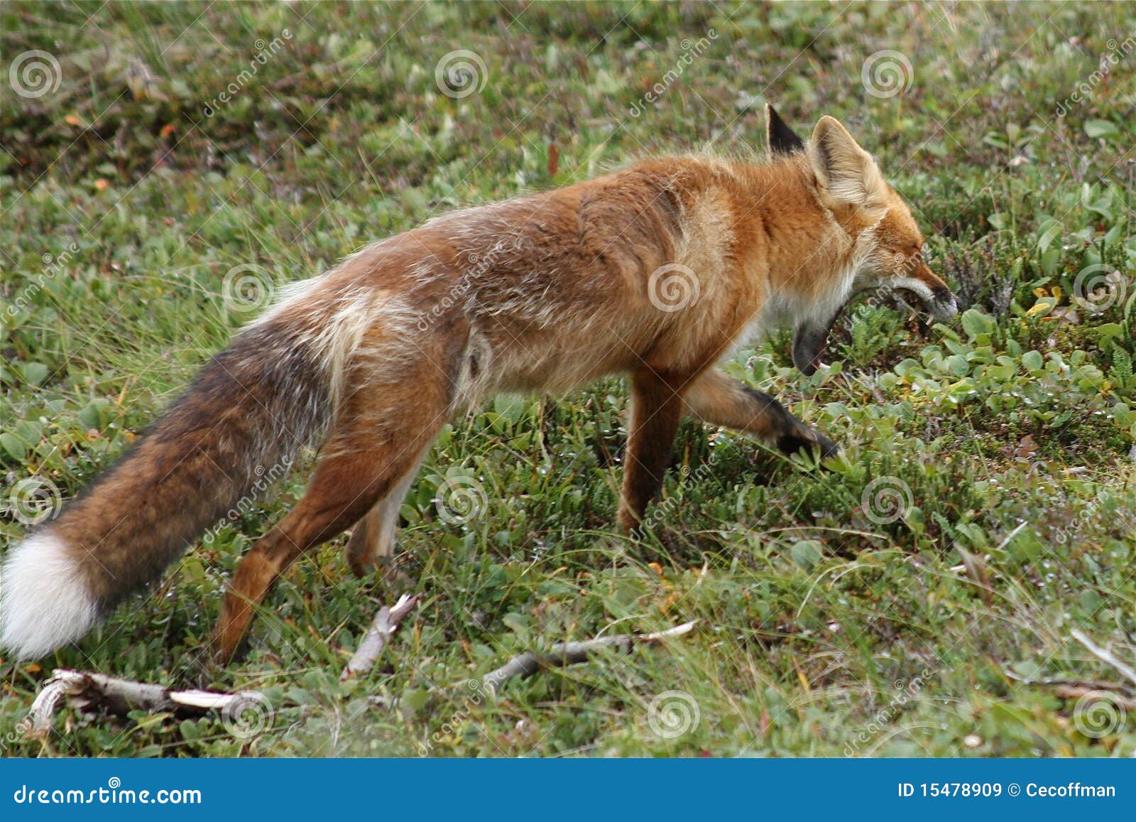 Yawning Fox stock image. Image of polar, arctic, denali - 15478909