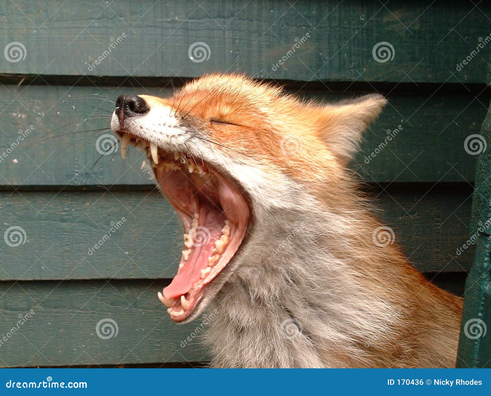 Yawning Fox stock photo. Image of tongue, sleepy, head - 170436