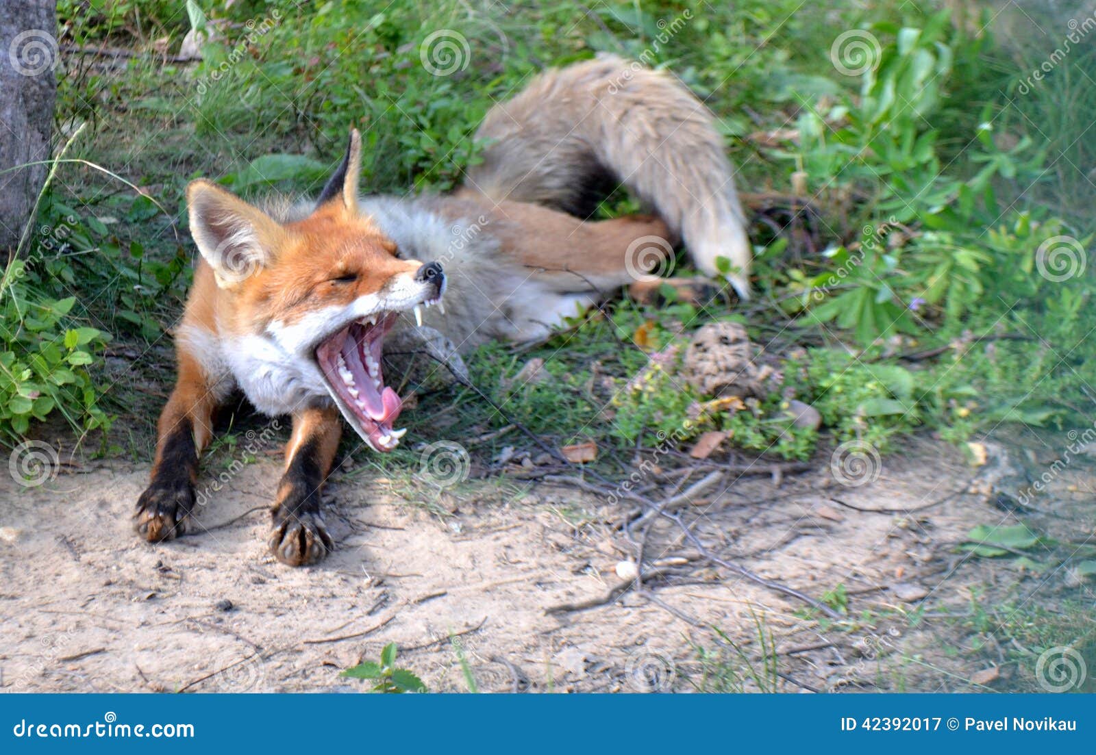 Yawning fox stock image. Image of lies, bushy, predator - 42392017
