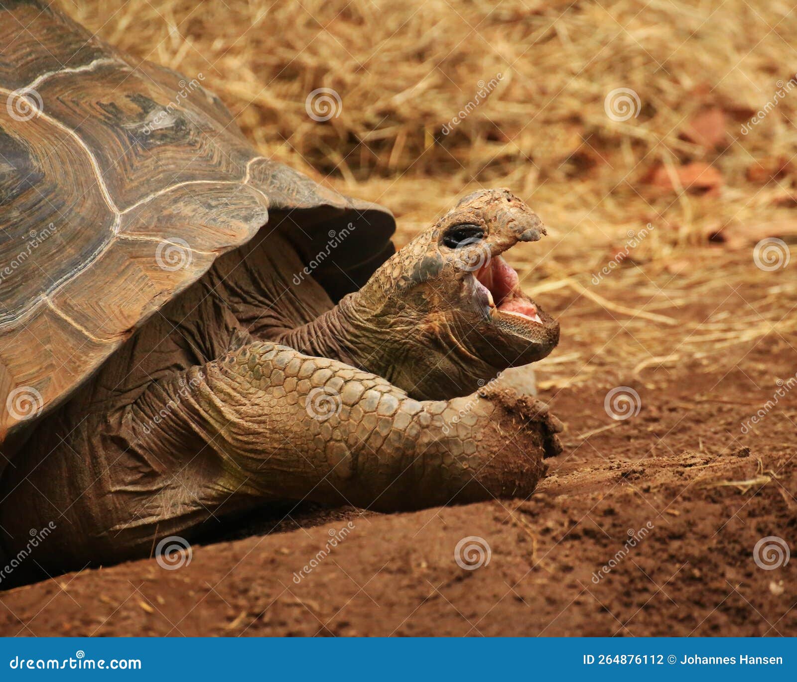 Yawning Galapagos Tortoise (Chelonoidis Niger) on the Ground Stock ...