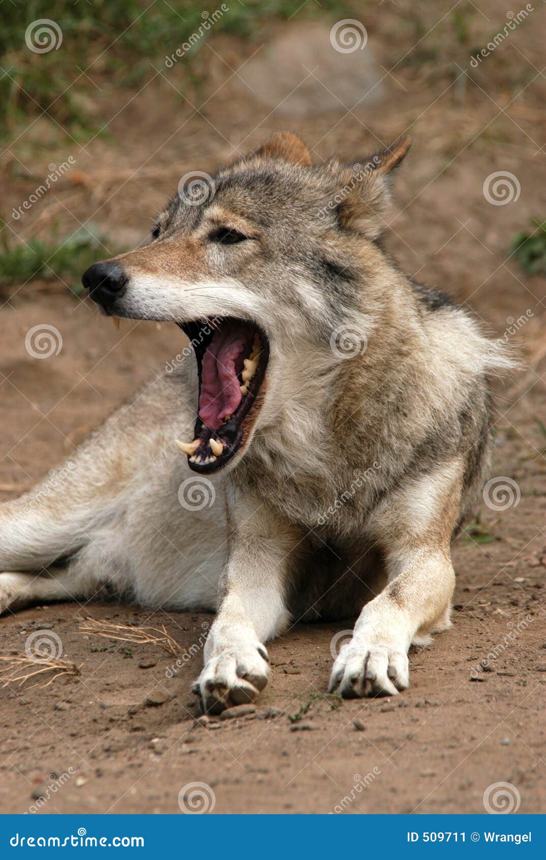 Yawning Gray Wolf stock image. Image of mouth, biting, killer - 509711