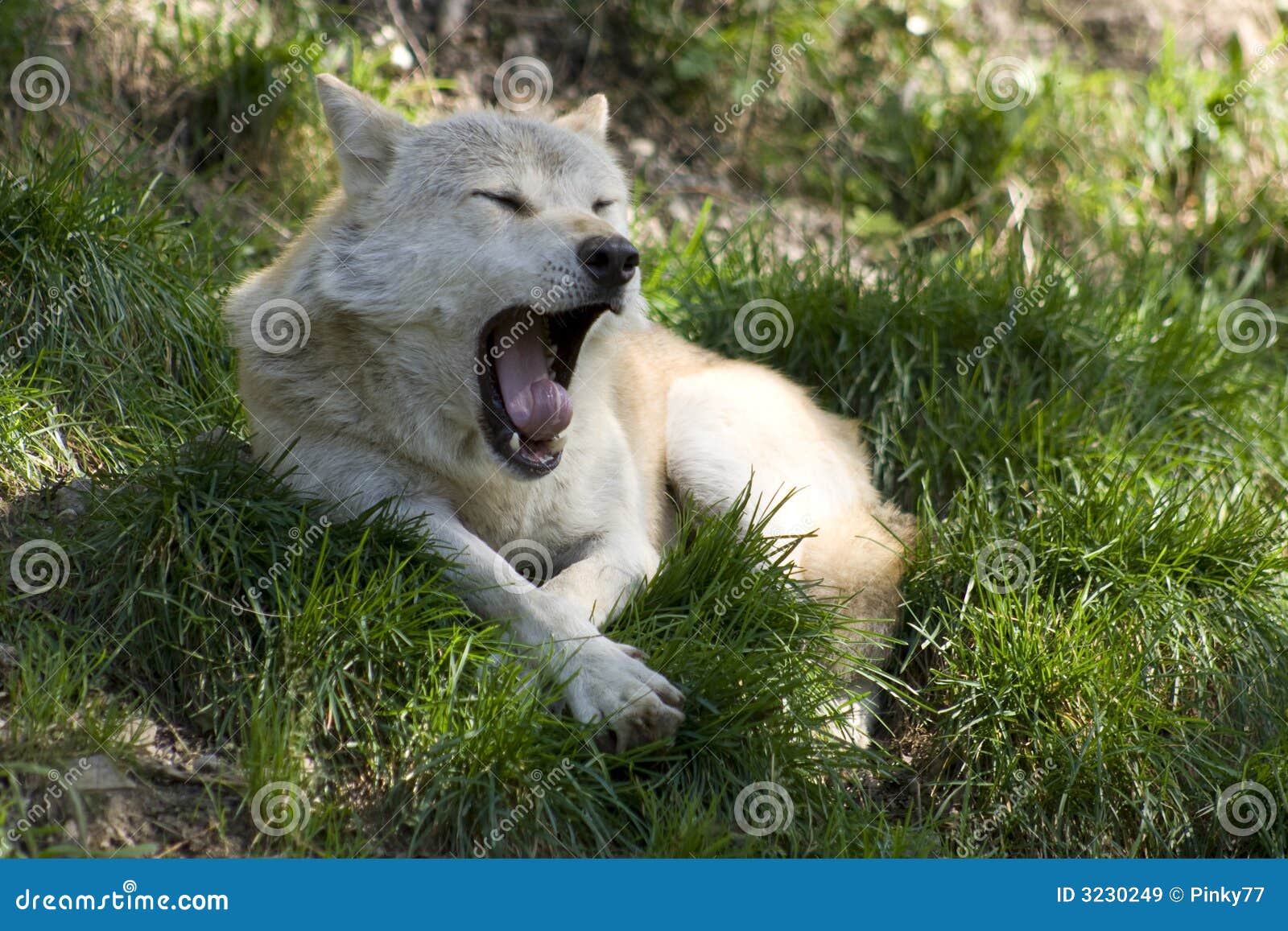 Yawning grey wolf stock image. Image of life, exotic, wild - 3230249
