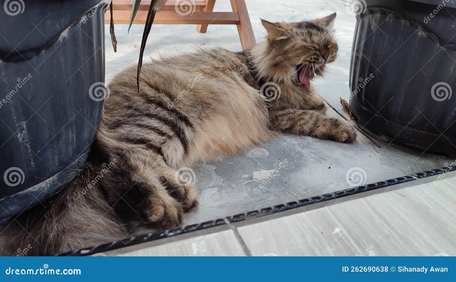 Yawning grumpy cat stock photo. Image of yawning, wildcat - 262690638