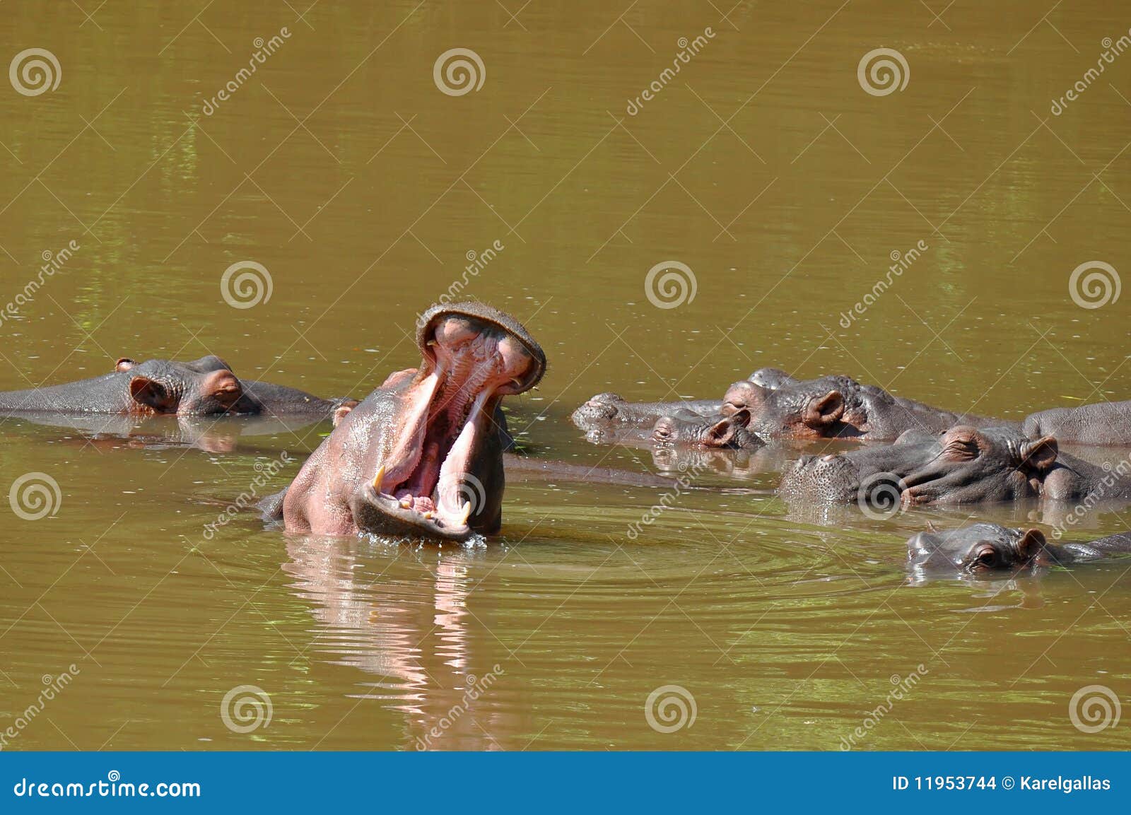 Yawning hippo in river stock photo. Image of family, nature - 11953744