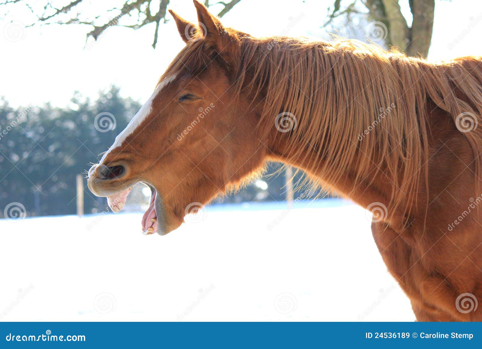 Yawning horse stock image. Image of neigh, chestnut, natural - 24536189