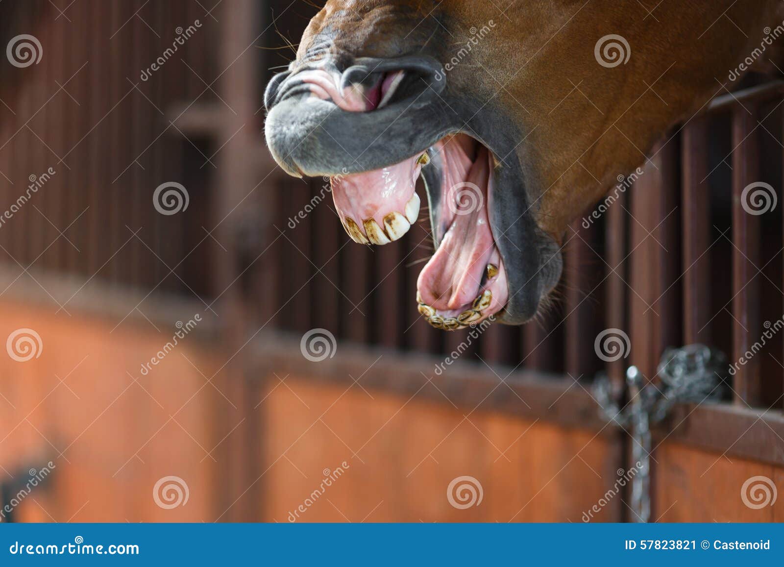 Yawning horse stock image. Image of stall, barn, corral - 57823821