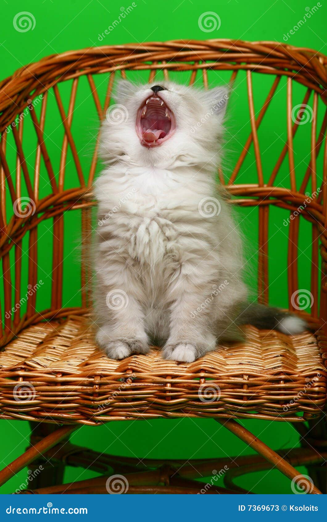 Yawning kitten stock image. Image of sits, green, wattled - 7369673