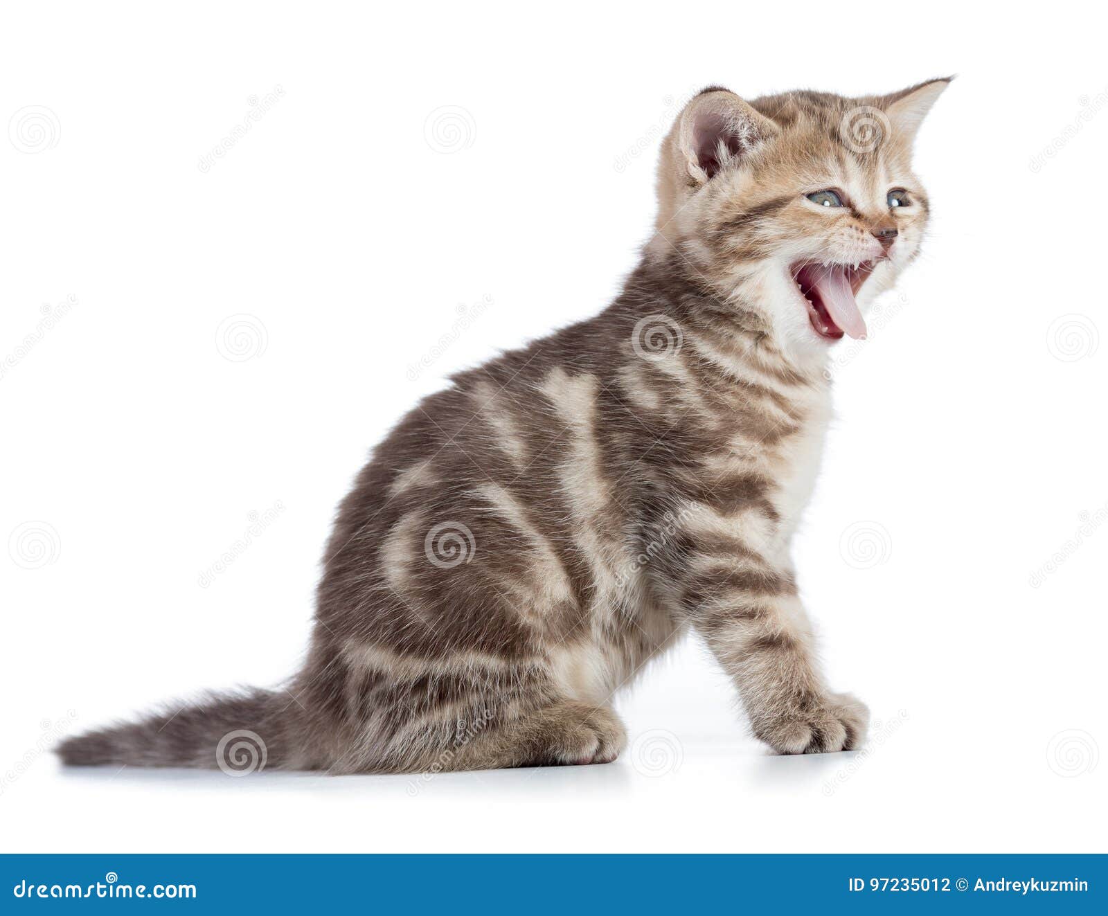Yawning Kitten Cat Isolated Stock Photo - Image of playful, afraid ...