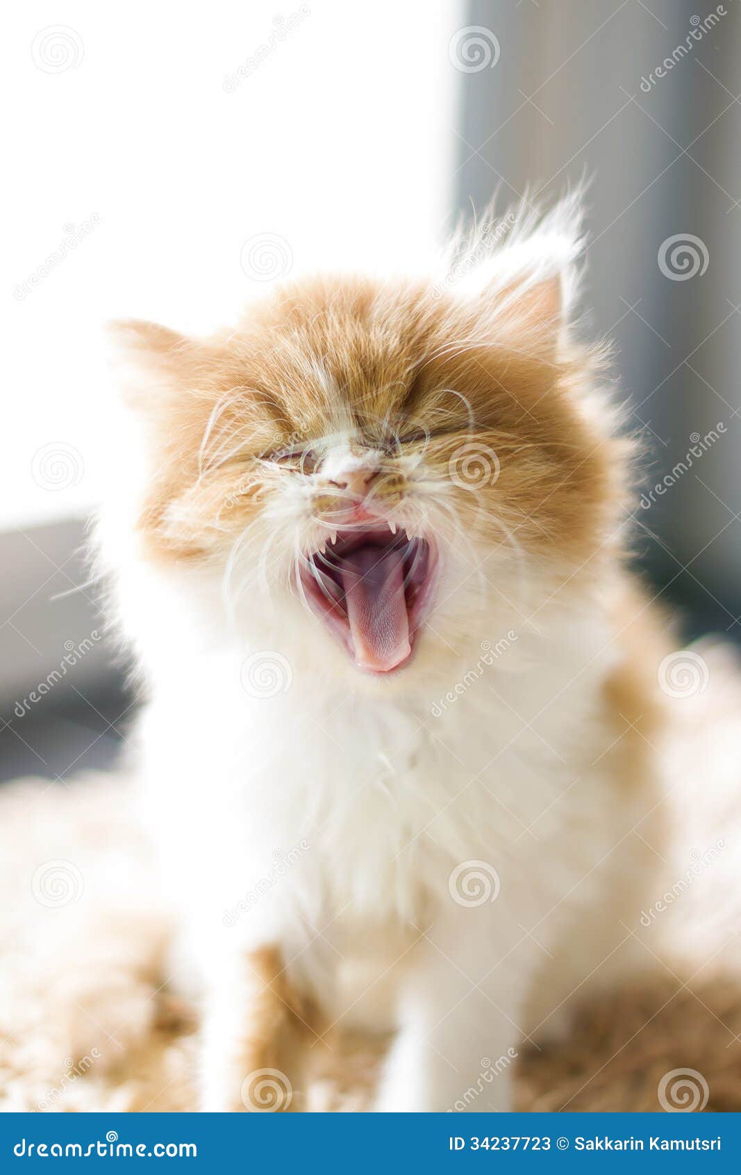 Yawning kitten stock image. Image of adorable, cute, kitten - 34237723