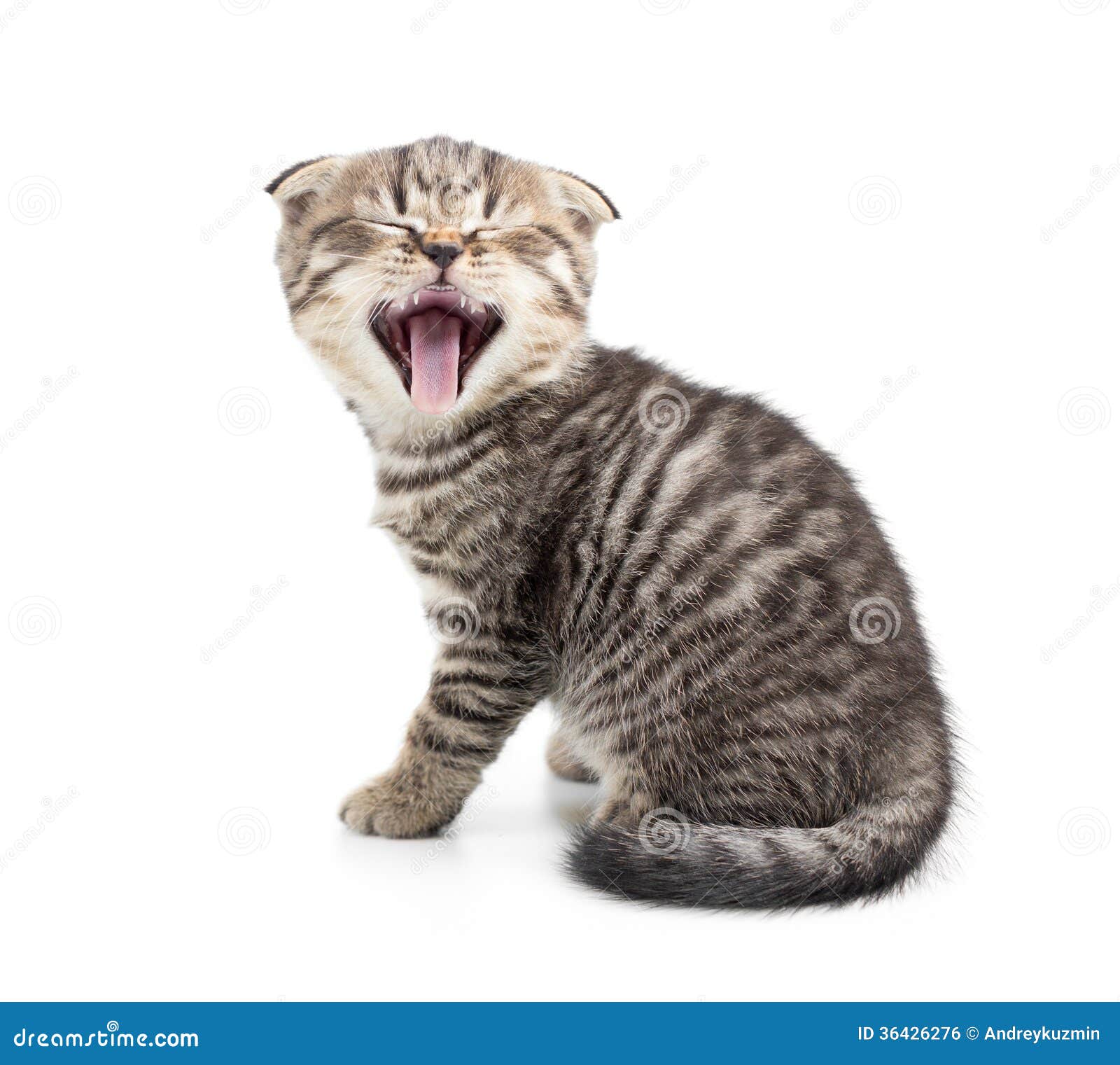 Kitten Yawning Side
