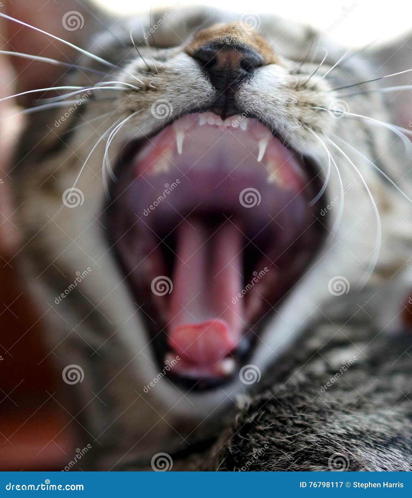 Yawning kitten stock image. Image of yawn, tabby, yawning - 76798117