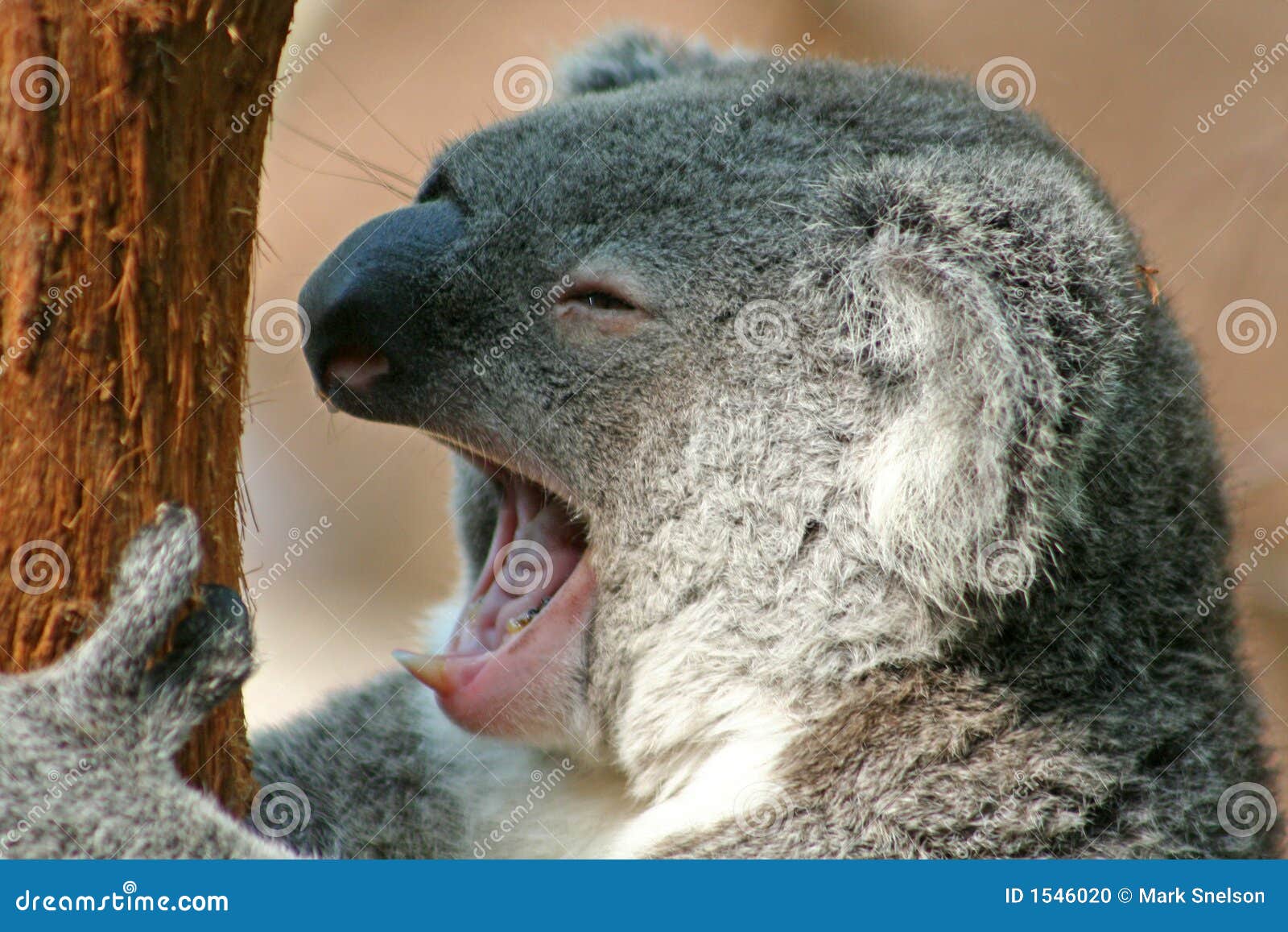 Yawning Koala Koala Phascolarctos Cinereus, Single Adult Yawning