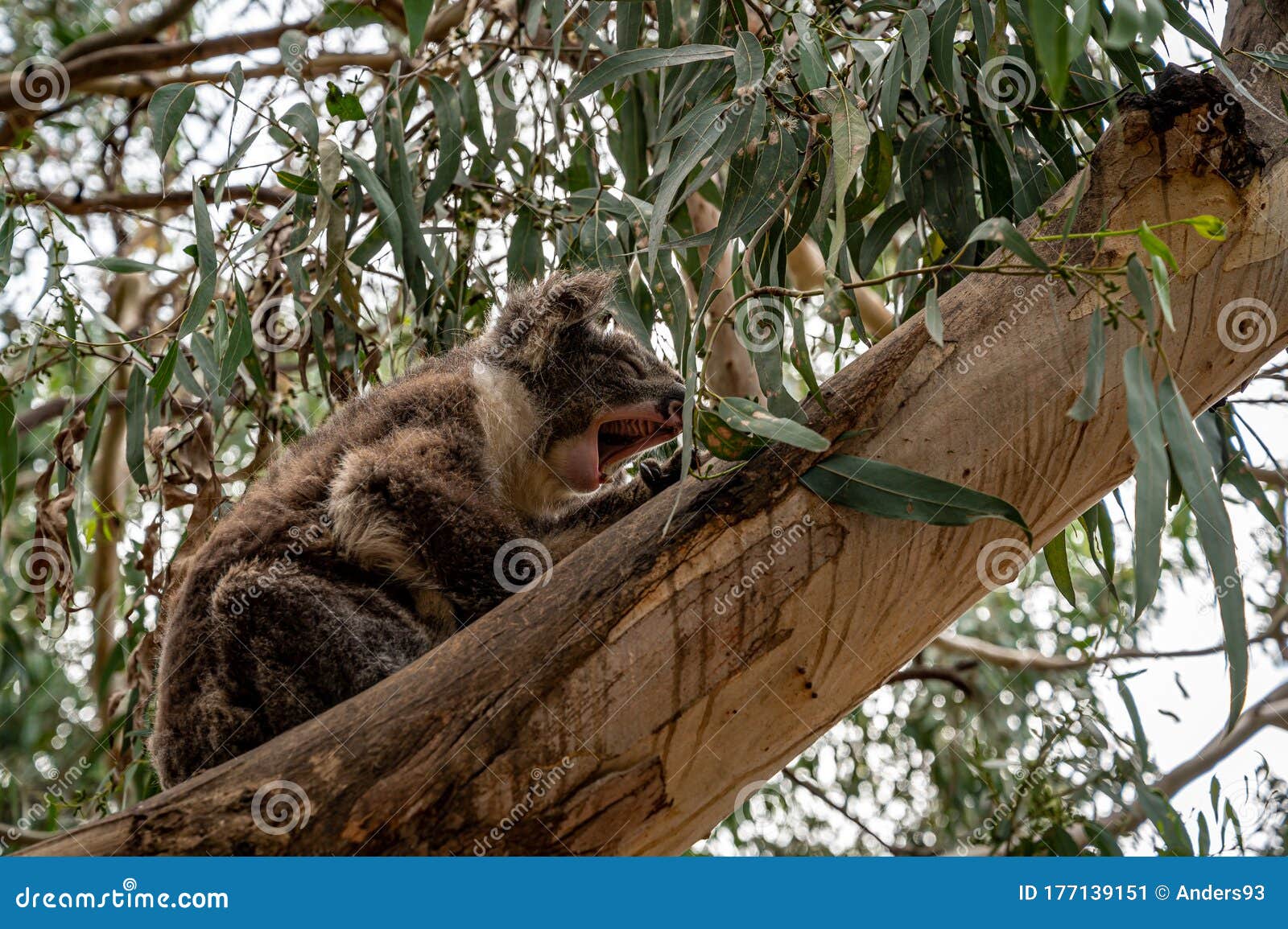 Yawning Koala in Eucalyptus Tree, Kennett River, Great Ocean Road ...