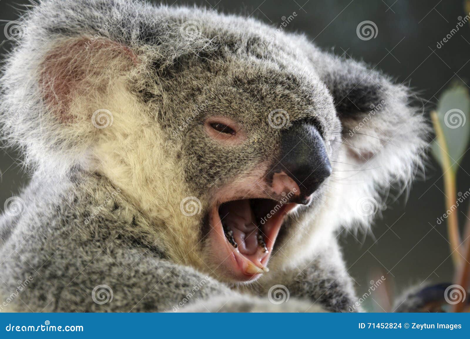 Yawning koala. stock photo. Image of eucalyptus, lazy - 71452824