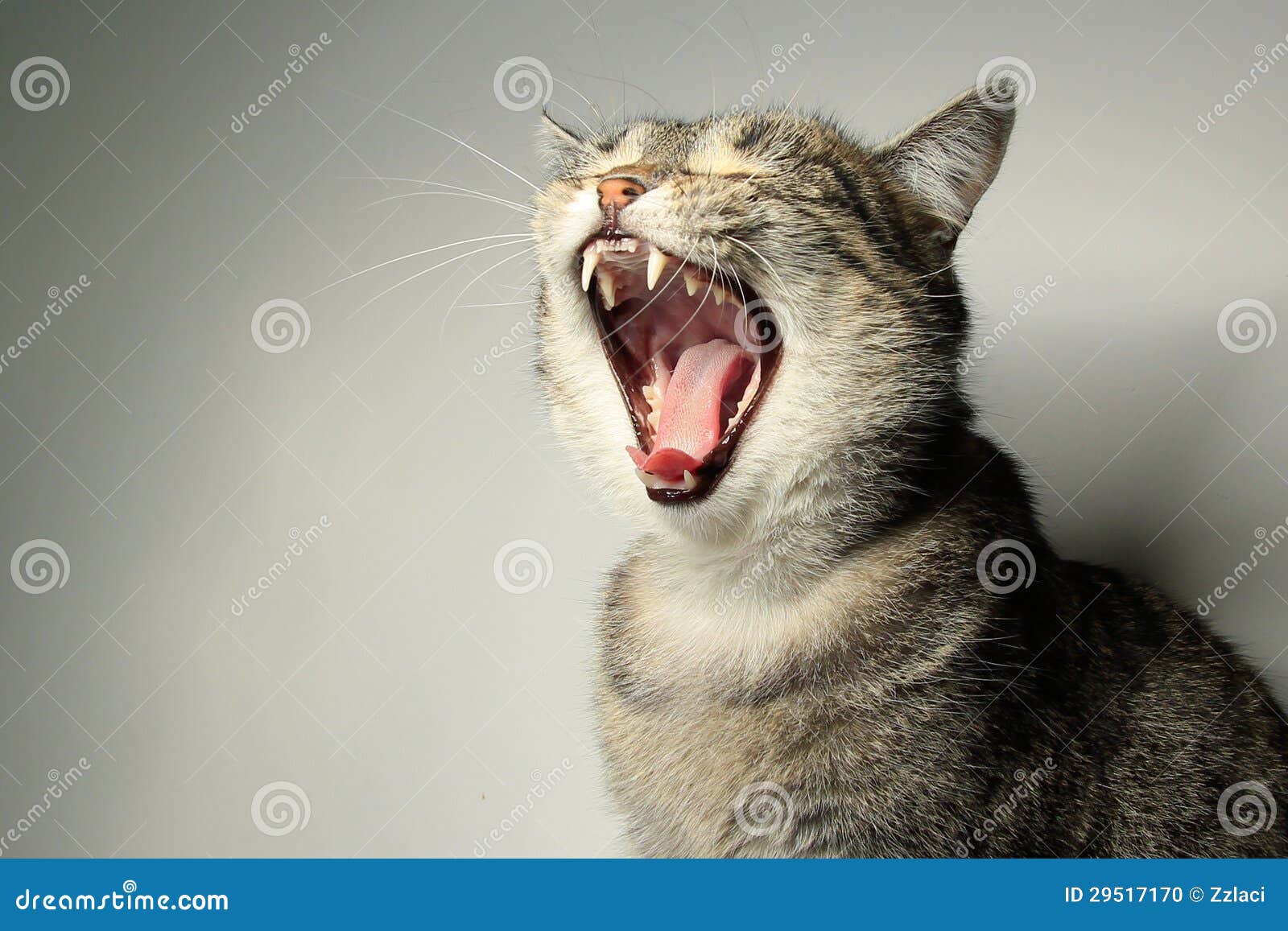 Yawning or laughing cat stock photo. Image of whiskers - 29517170