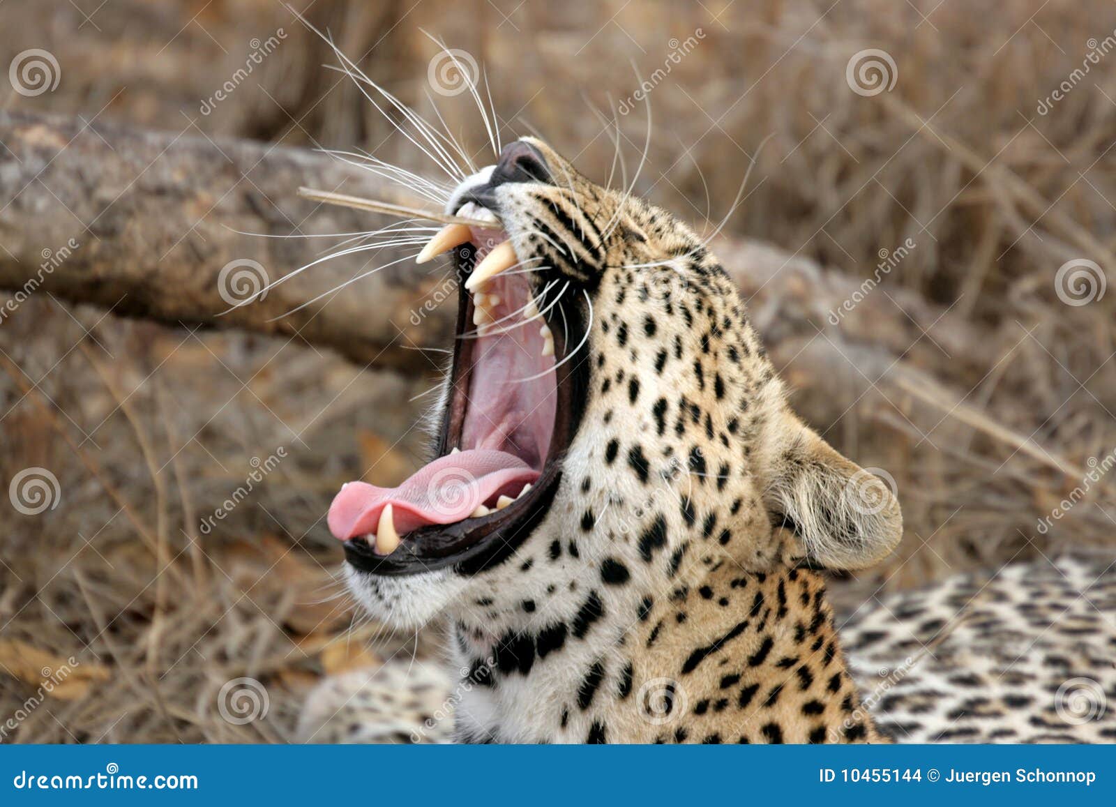 Yawning Leopard stock photo. Image of five, pardus, nationalpark - 10455144