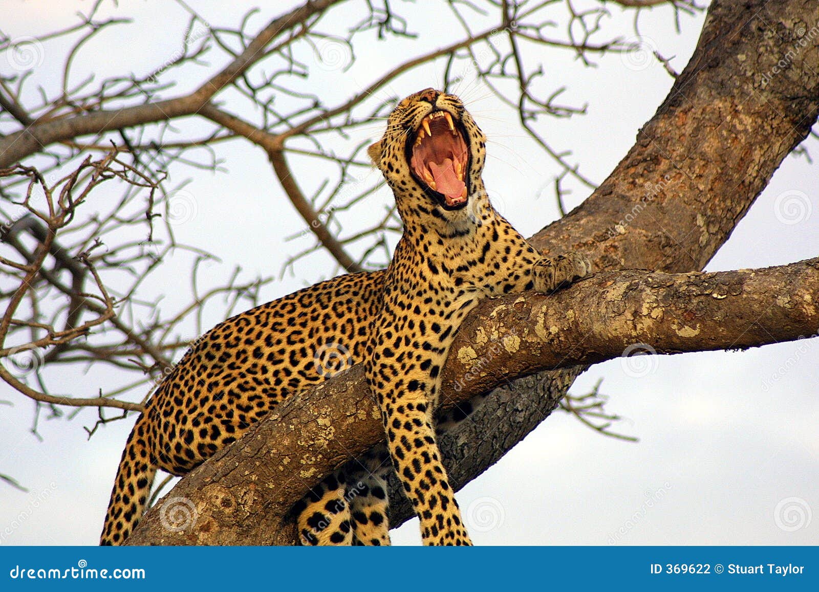 Yawning Leopard stock photo. Image of attraction, game - 369622