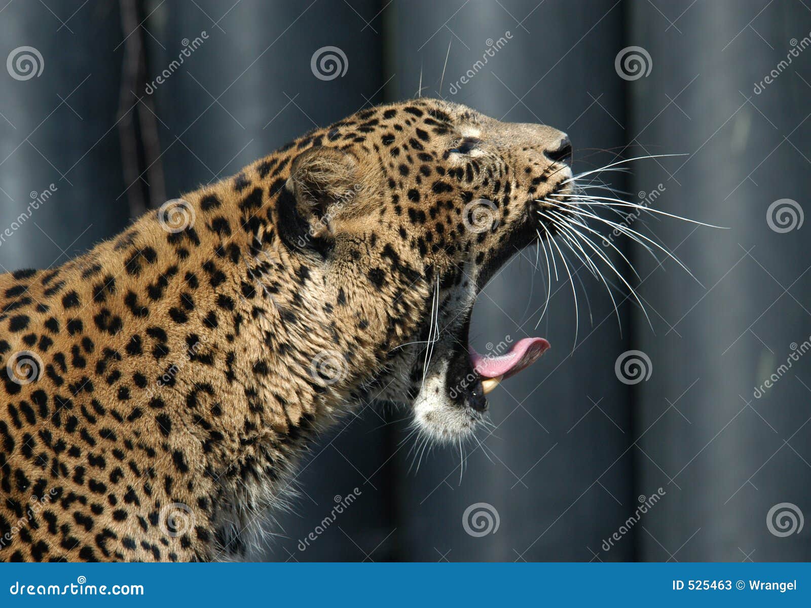 Yawning Leopard stock image. Image of leopard, mouth, cleft - 525463