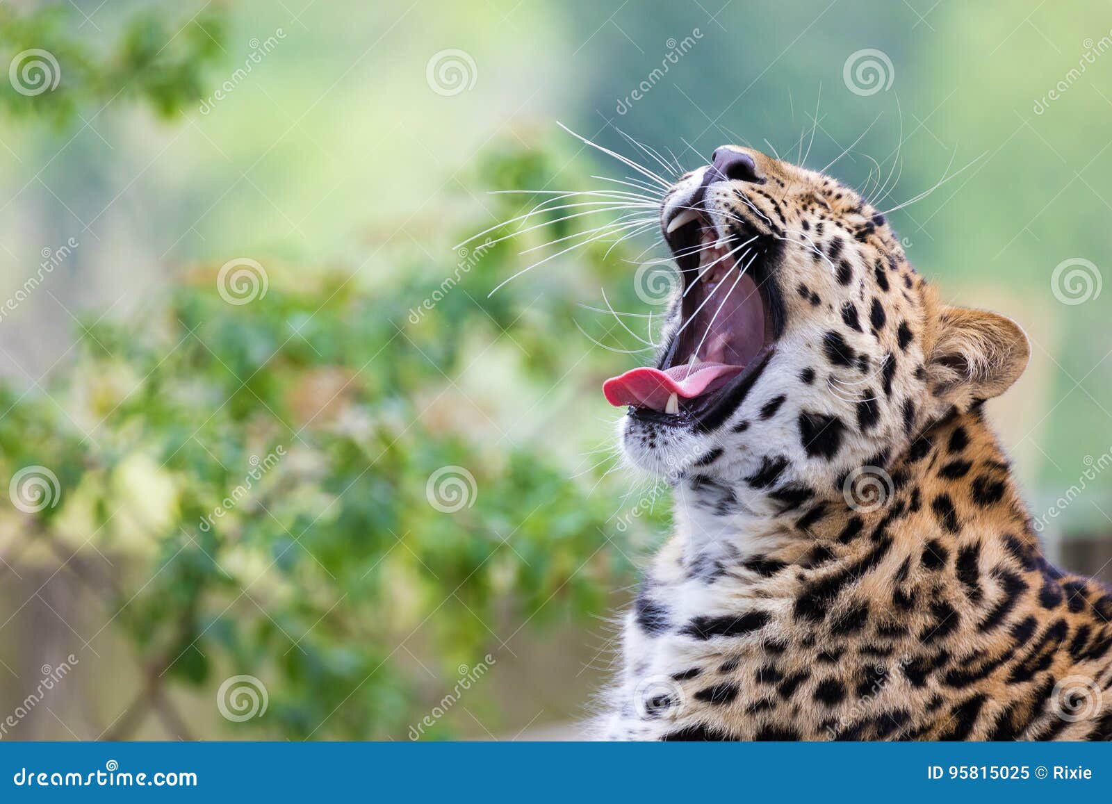 Yawning leopard stock image. Image of dangerous, animal - 95815025