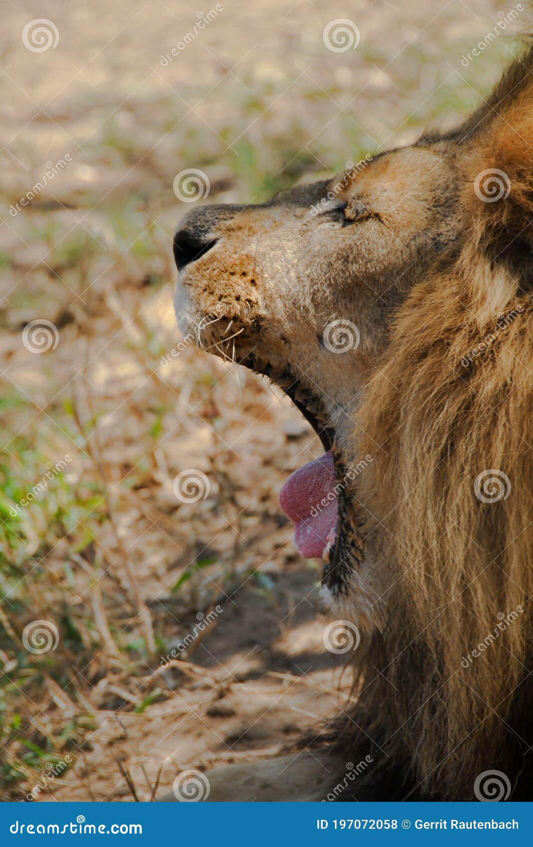 A Yawning Lion Getting Ready for a Nap Stock Photo - Image of yawning ...