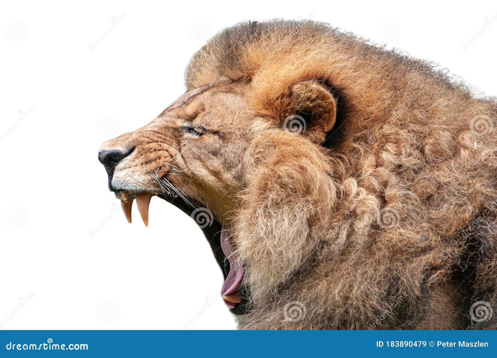 Lion Side Profile Roaring