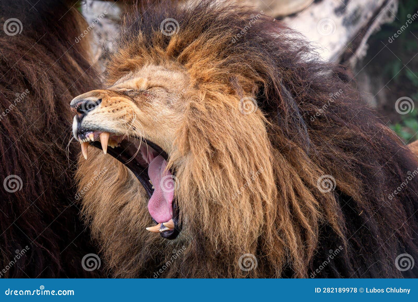 Yawning Lion with Very Sharp Teeth Stock Photo - Image of nature, king ...