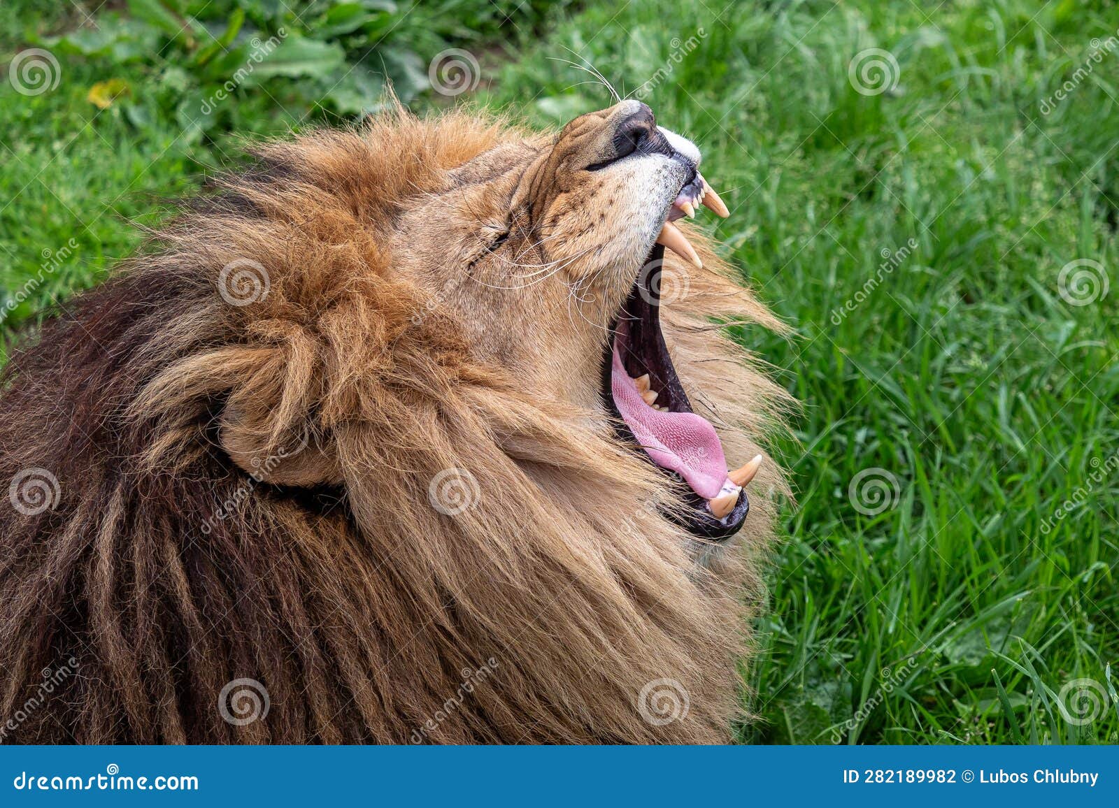 Yawning Lion with Very Sharp Teeth Stock Photo - Image of animal ...