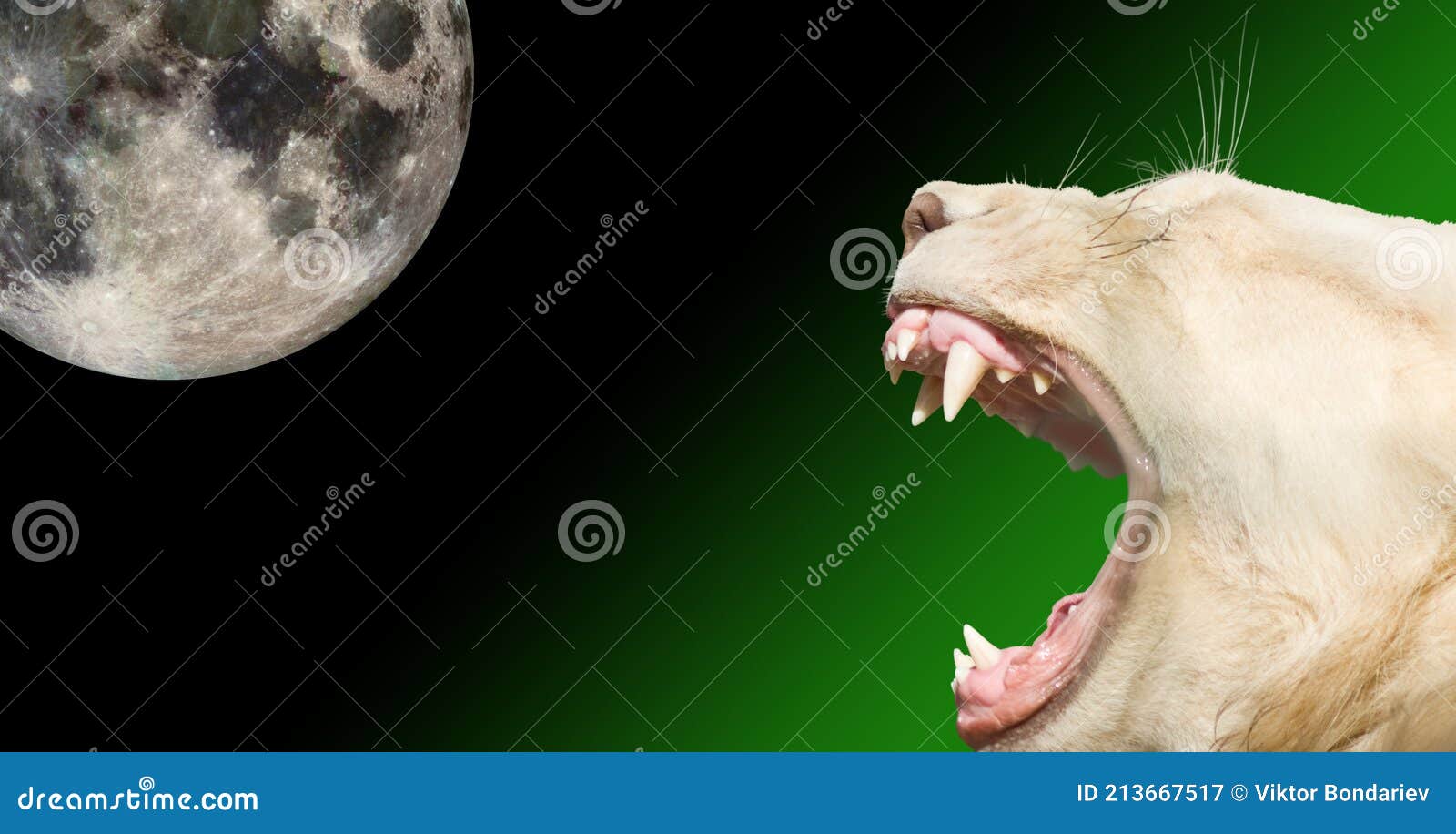 Yawning Lioness and Full Moon in the Background Stock Image - Image of ...