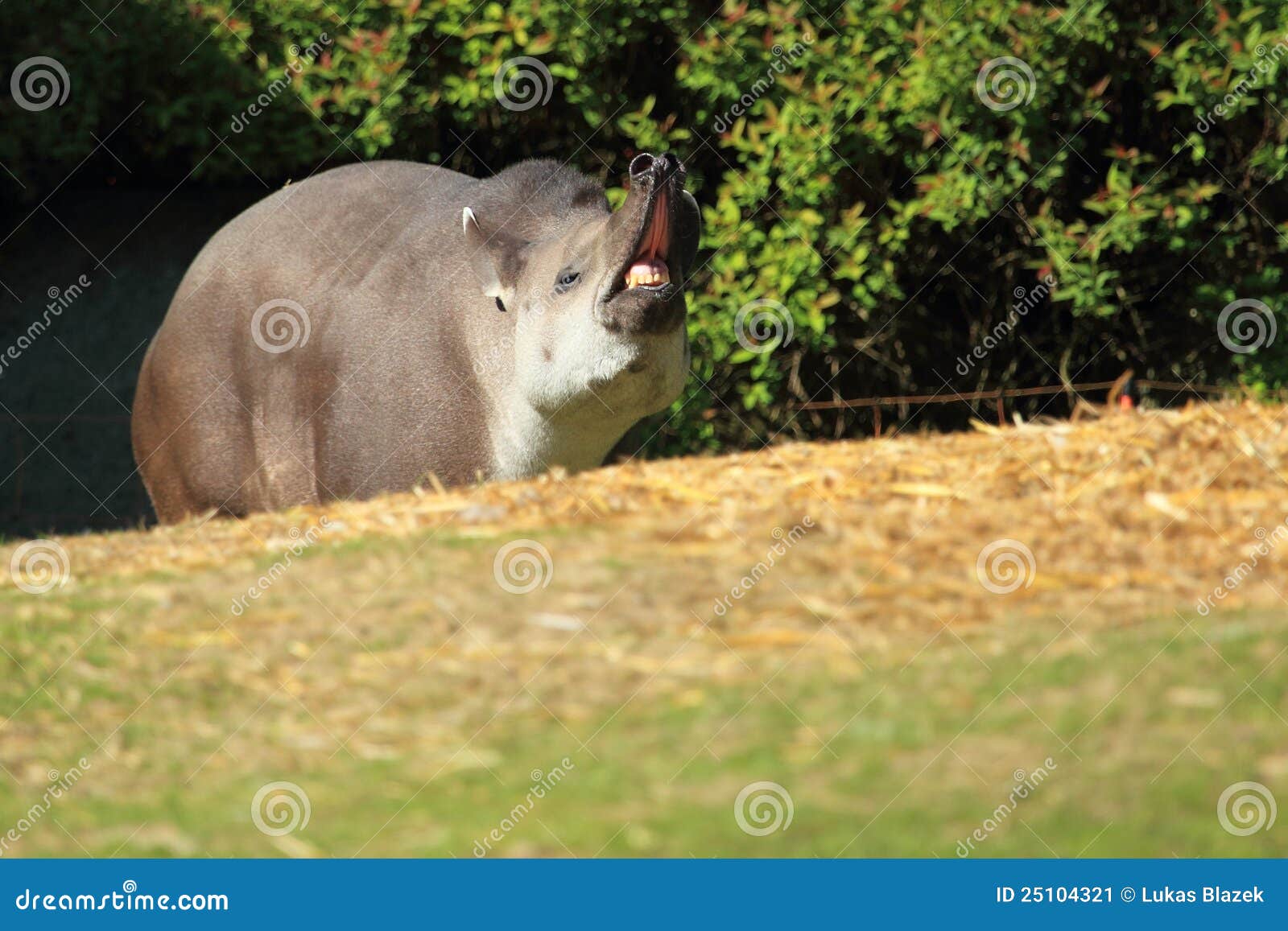 Lowland Tapir, Tapirus Terrestris, Pair Mating Stock Image ...