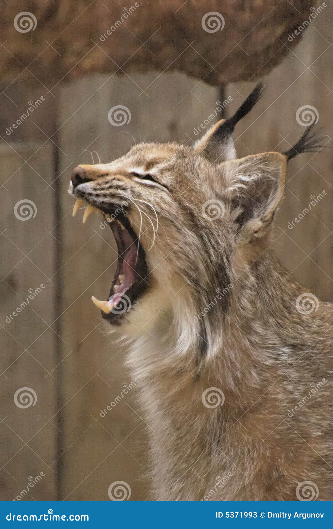 Yawning lynx stock image. Image of predator, nature, captivity - 5371993