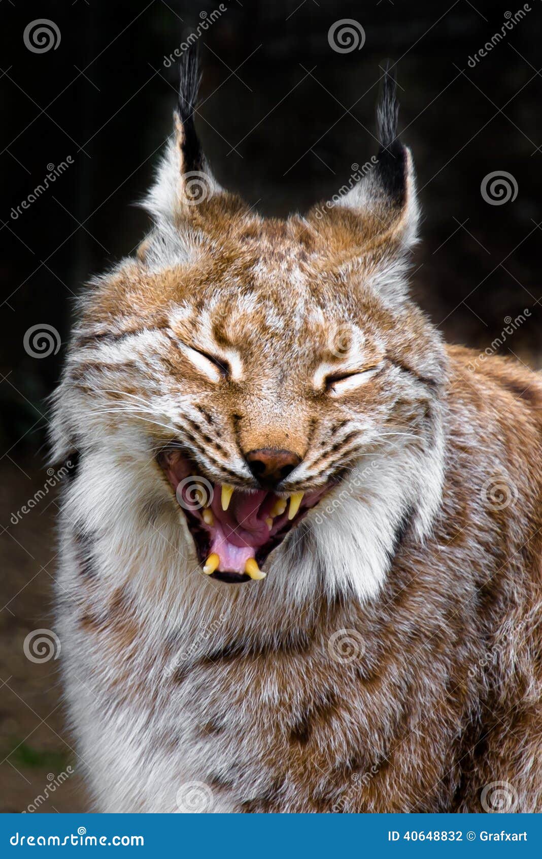 Yawning Lynx stock photo. Image of tongue, forest, growl - 40648832