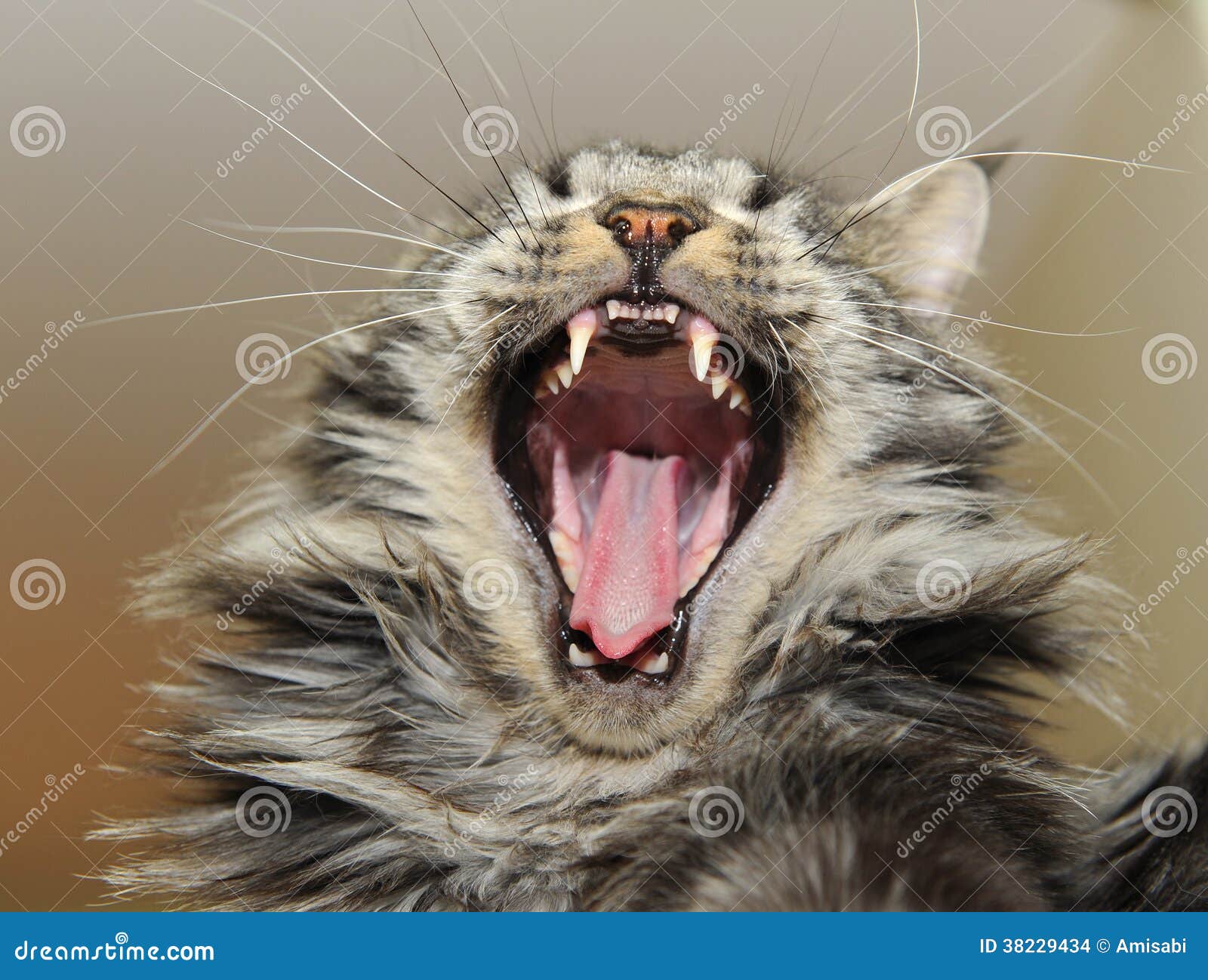 Yawning Maine coon stock photo. Image of mouth, teeth - 38229434