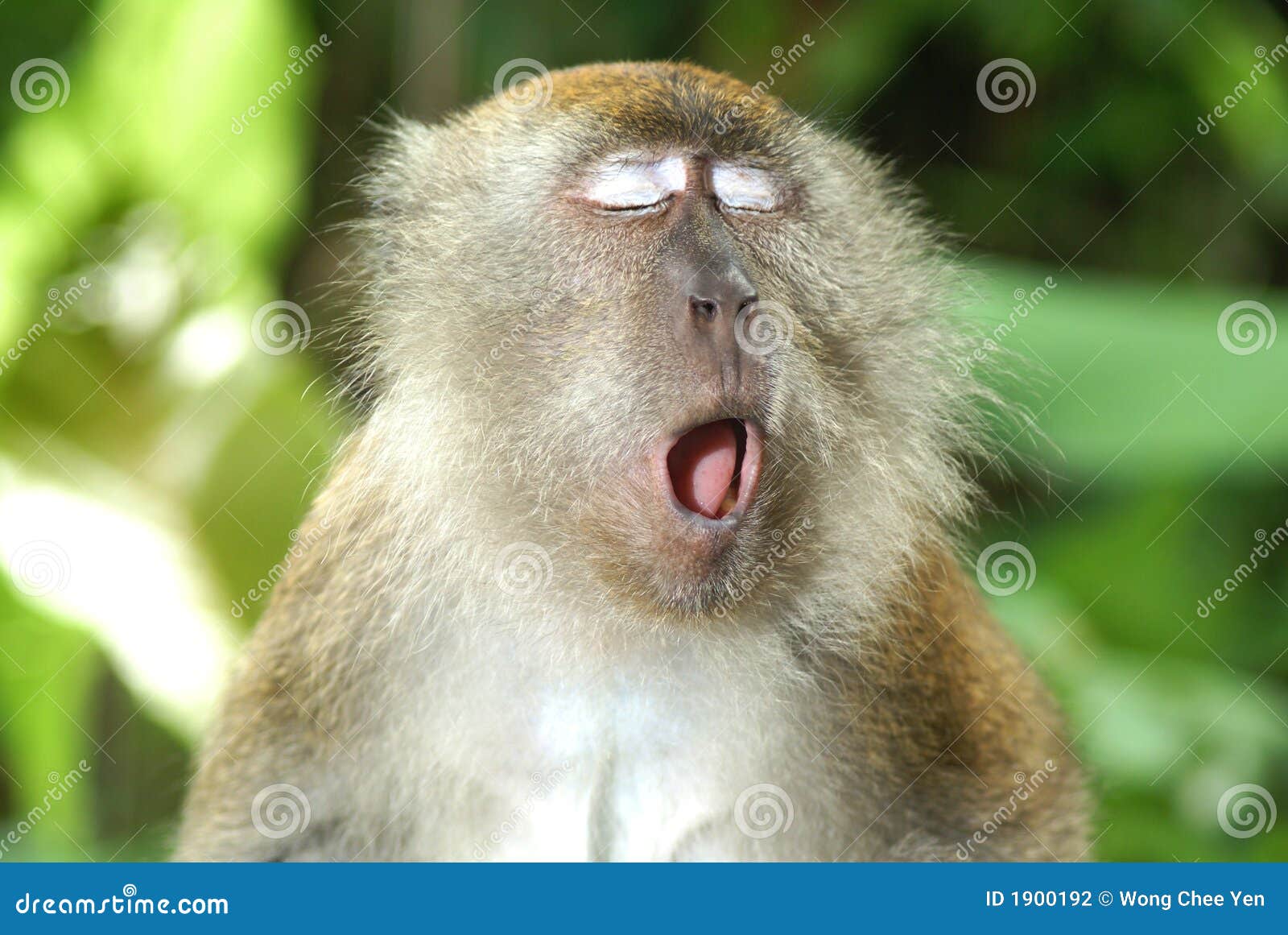 Yawning monkey stock photo. Image of furry, primate, drowsy - 1900192