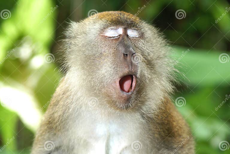 Yawning monkey stock photo. Image of furry, primate, drowsy - 1900192