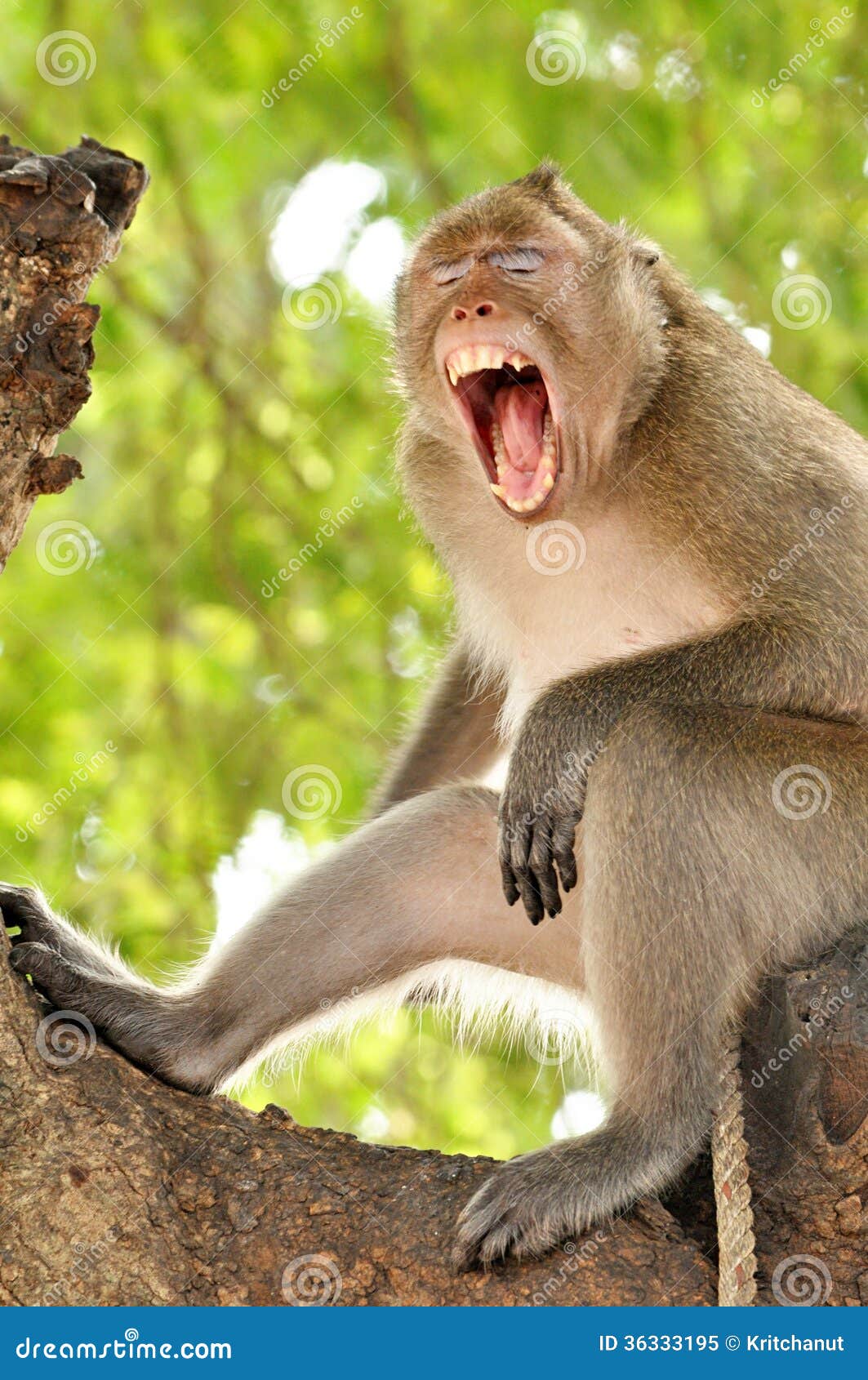 Yawning monkey stock image. Image of sitting, young, yawn - 36333195