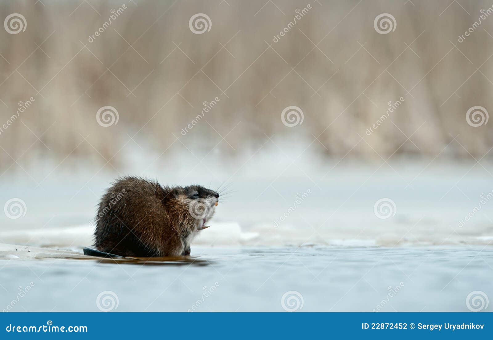 Yawning muskrat stock photo. Image of evening, frozen - 22872452