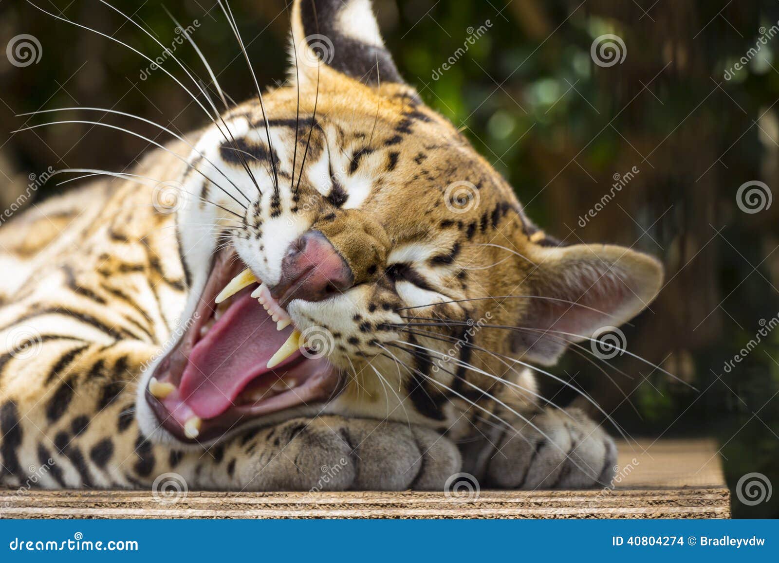 Do Ocelots Roar