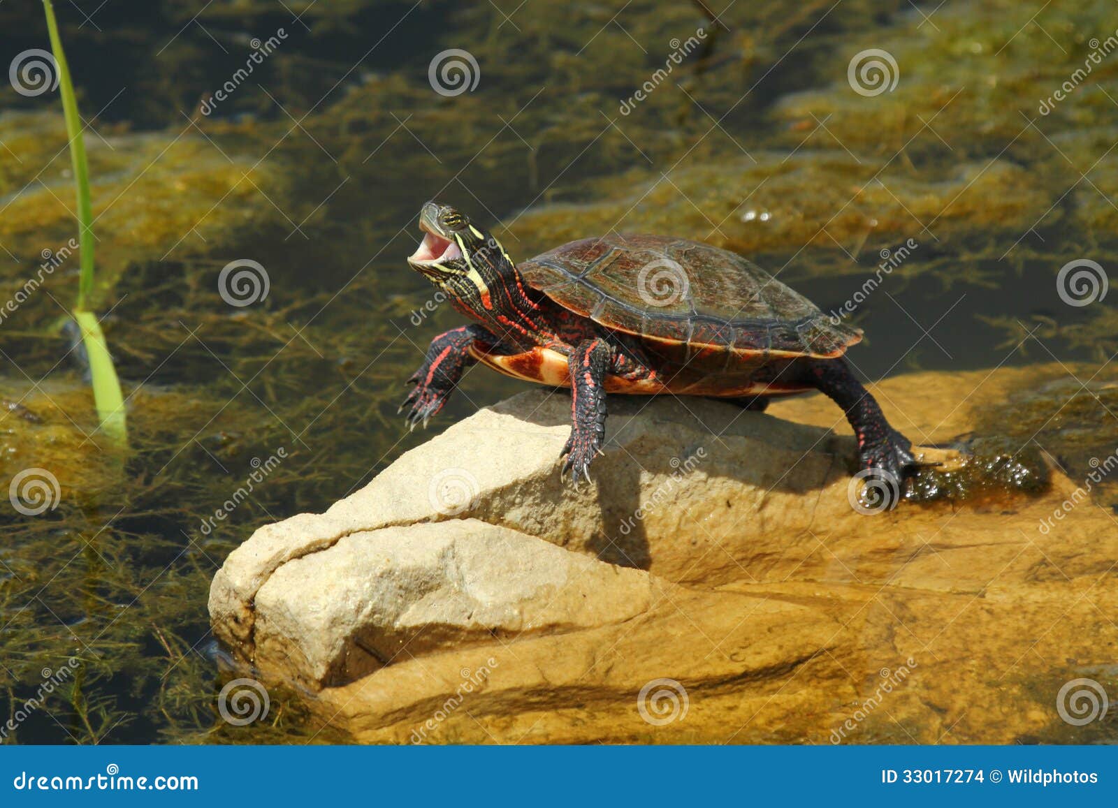 Yawning Painted Turtle stock photo. Image of herpetology - 33017274