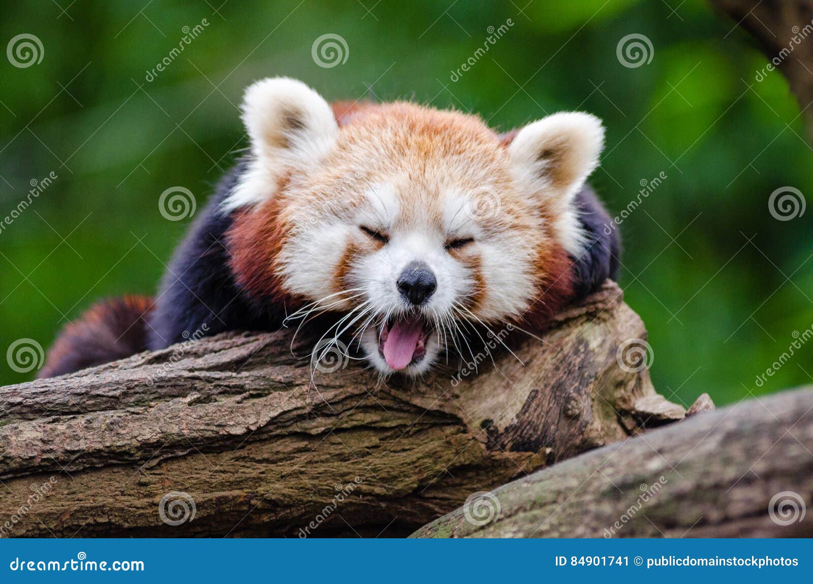 Yawning Panda stock image. Image of female, bamboo, firefox - 84901741