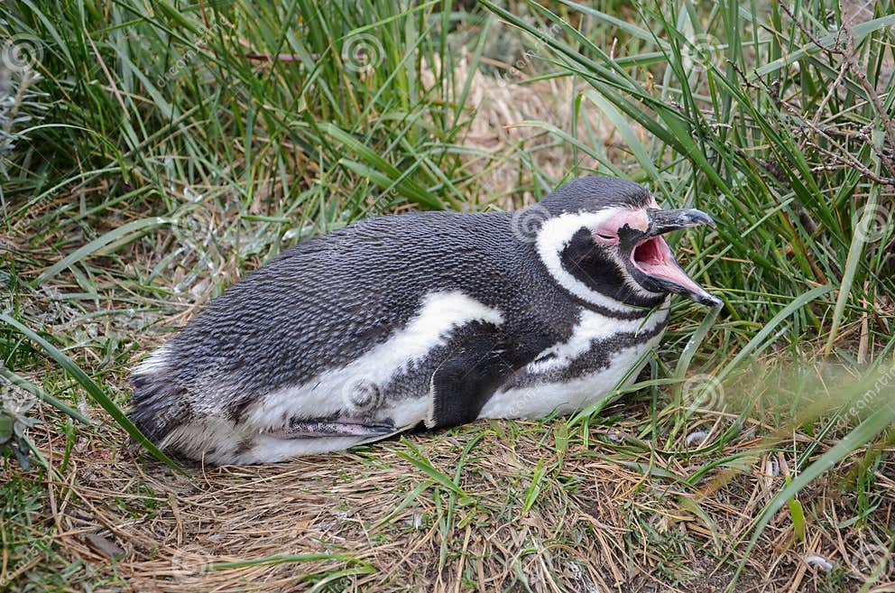 Yawning penguin stock photo. Image of antarctic, bill - 70674370