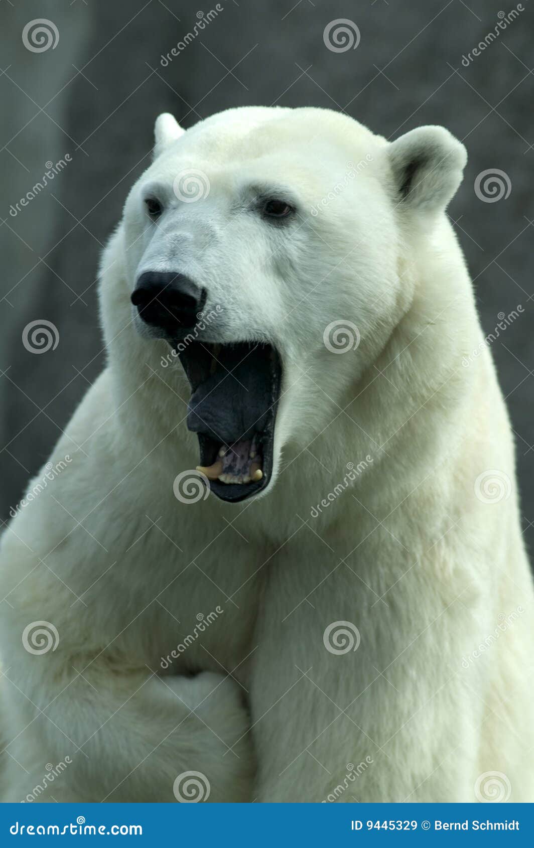 Yawning Polar Bear stock image. Image of mammal, yawning - 9445329
