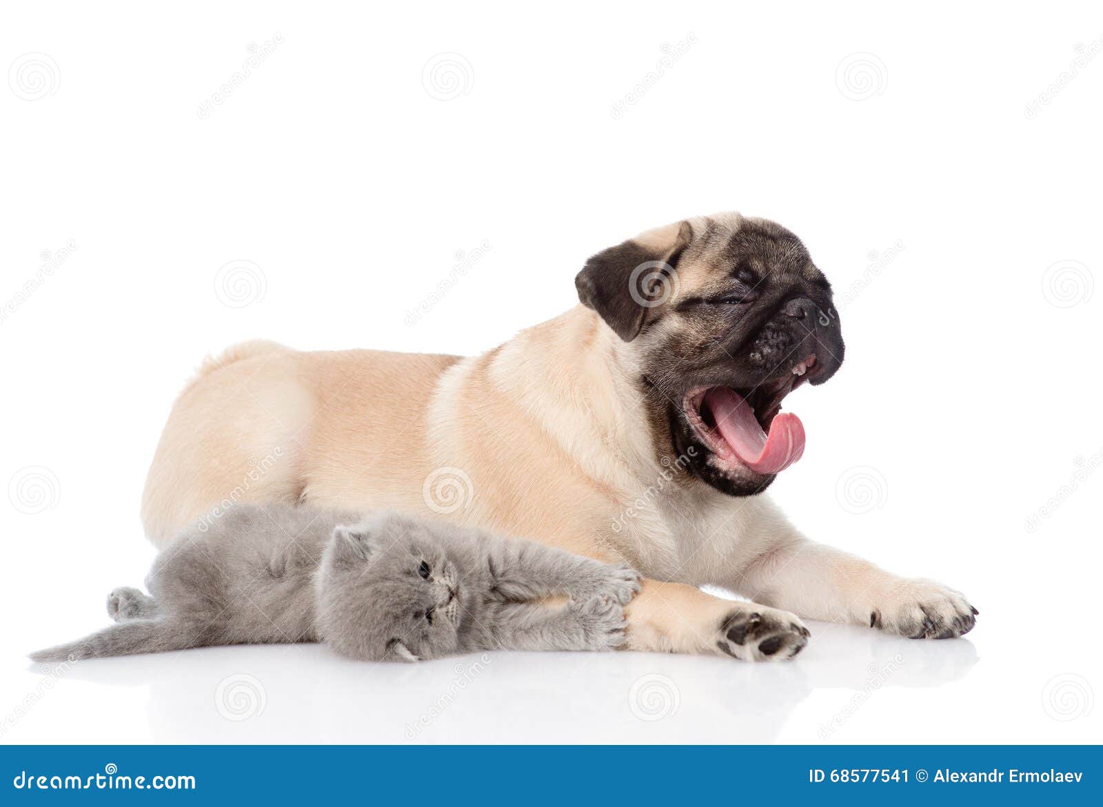 Yawning Pug Puppy and Tiny Kitten Together. Isolated Stock Image ...