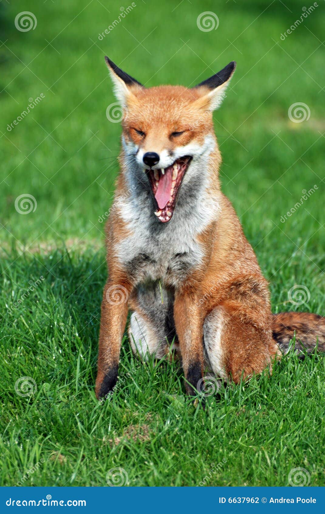 Yawning Red Fox stock photo. Image of open, common, mouth - 6637962